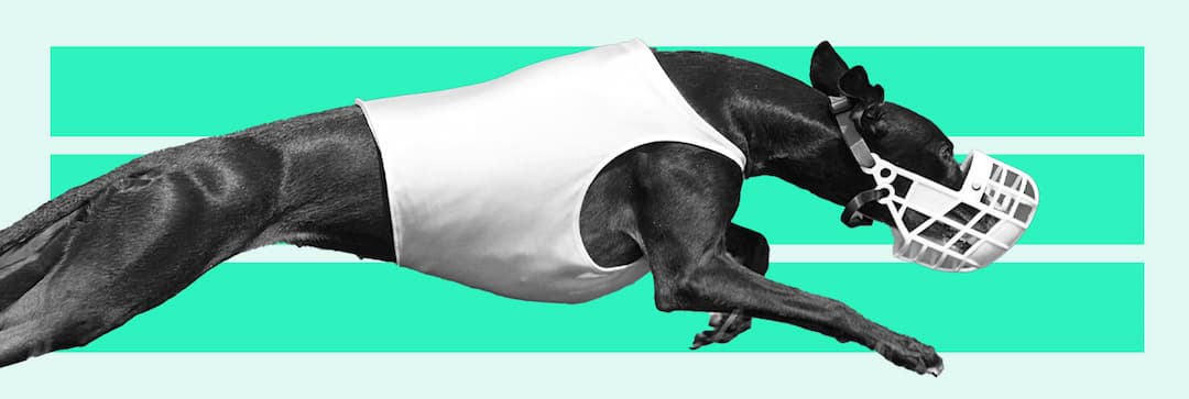 How To Bet On Greyhounds: A Comprehensive Guide - Outplayed