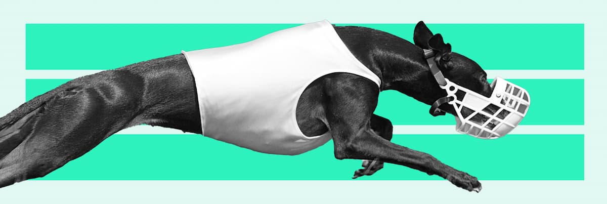How To Bet On Greyhounds: A Comprehensive Guide - Outplayed